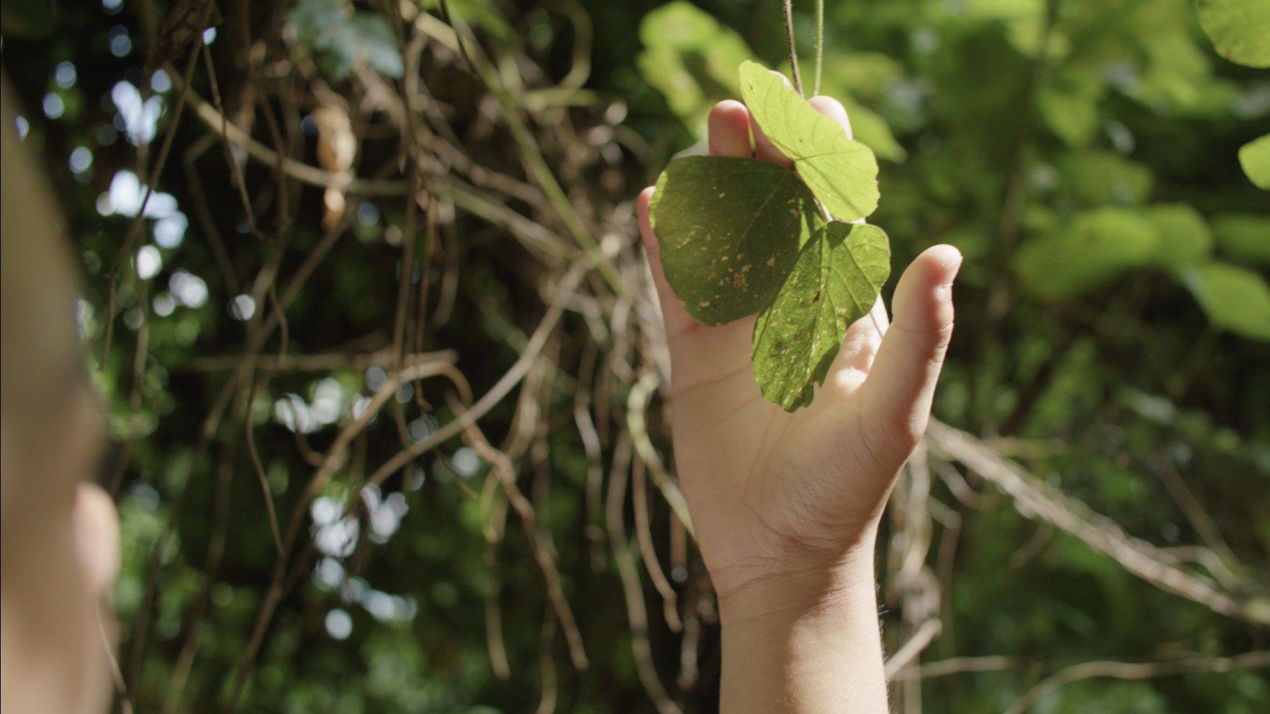 Climate change - ACEN